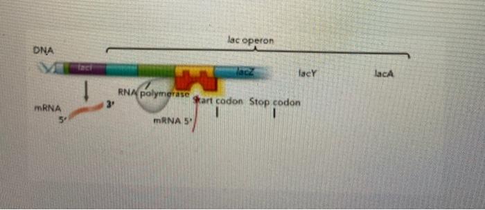 Solved Would cells with the mutated ribosome binding site | Chegg.com