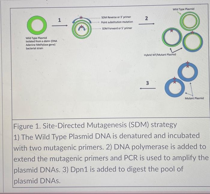Molecular genestics: SITE - directed mutagenesis in | Chegg.com