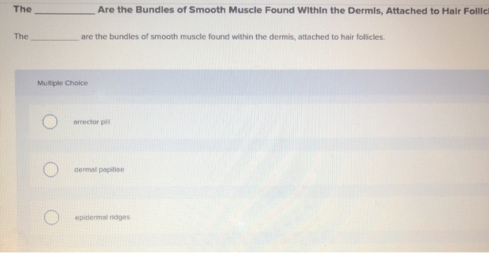 Solved The Are the Bundles of Smooth Muscle Found within the | Chegg.com