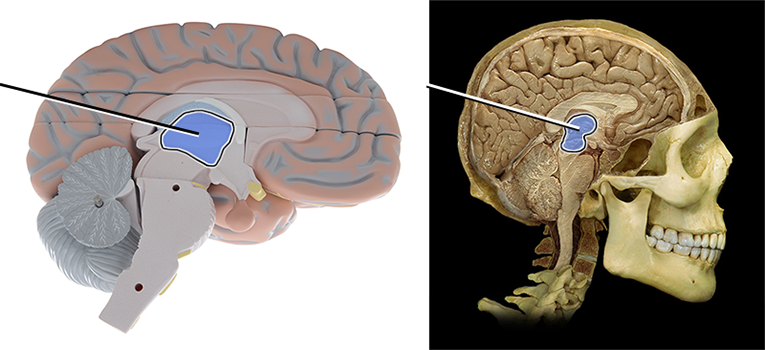 Solved Which structure is highlighted and indicated by the | Chegg.com