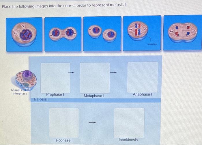 Solved Place the following images into the correct order to | Chegg.com