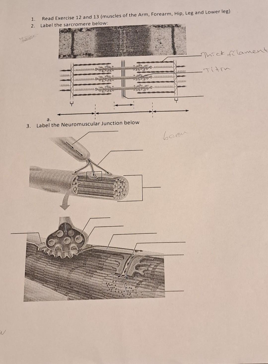 Solved 1. Read Exercise 12 and 13 (muscles of the Arm, | Chegg.com