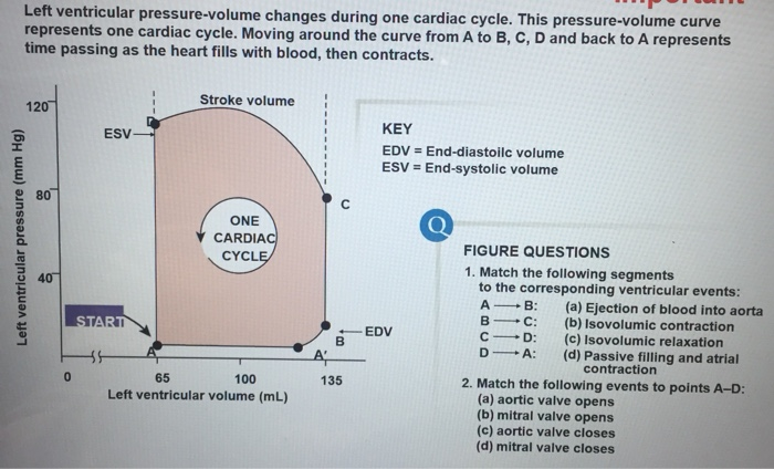Solved Left ventricular pressure-volume changes during one | Chegg.com