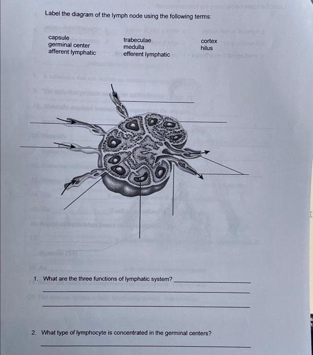 Solved Label the diagram of the lymph node using the | Chegg.com