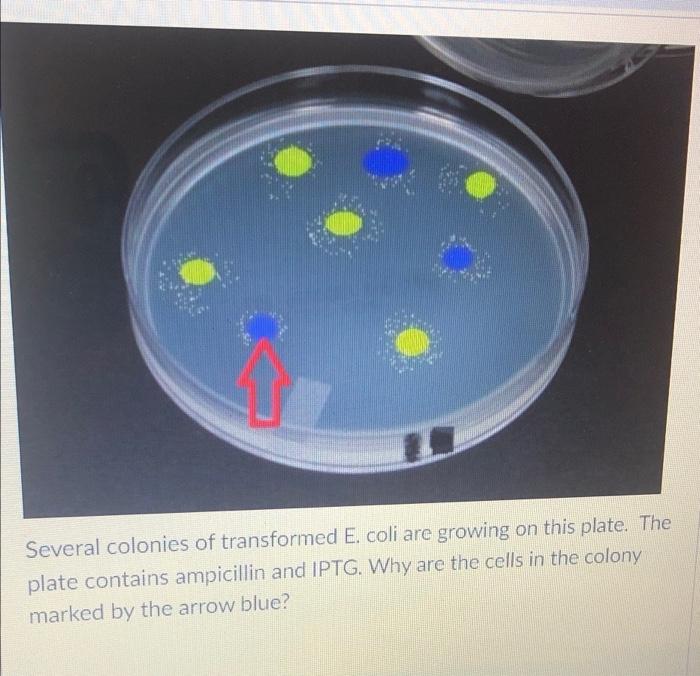 Solved Several colonies of transformed E. coli are growing | Chegg.com