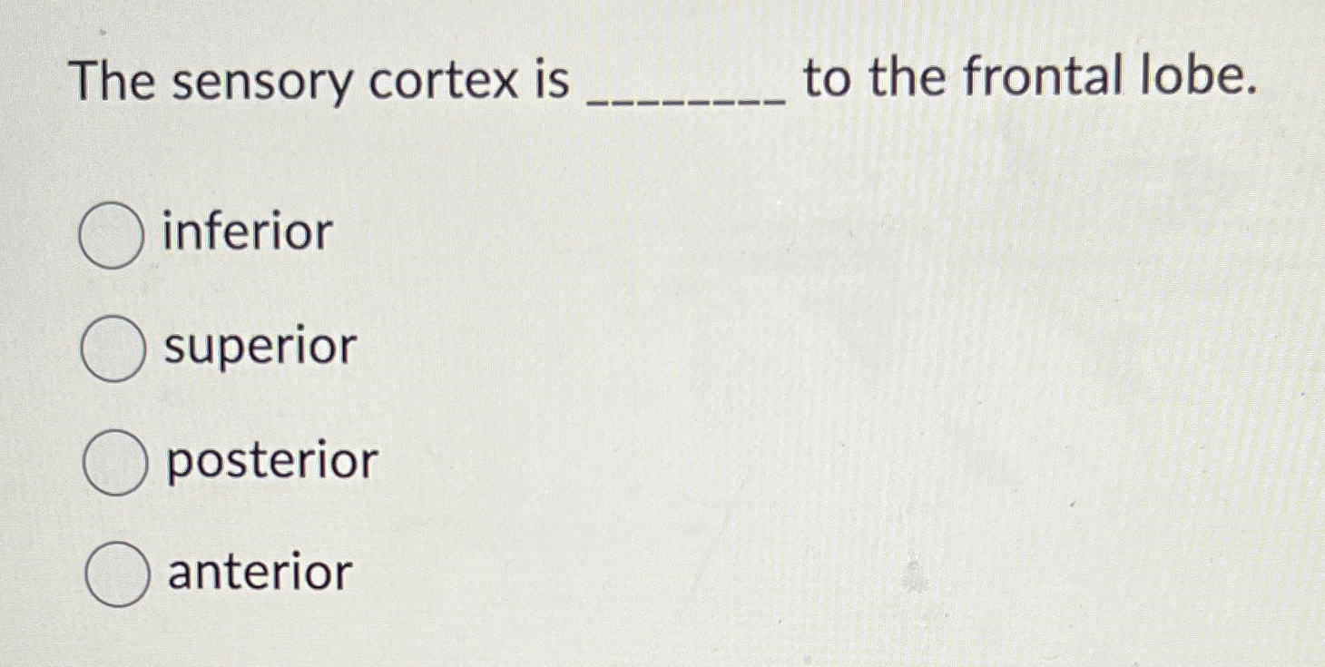 Solved The sensory cortex is q, ﻿to the frontal lobe. | Chegg.com