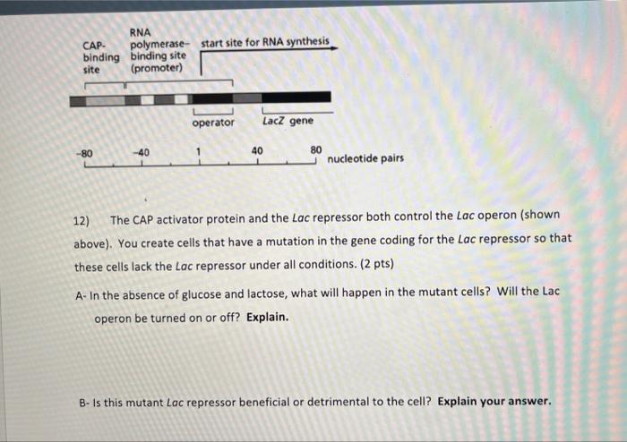 Solved 12) The CAP activator protein and the Lac repressor | Chegg.com