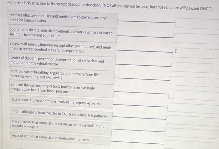 Solved Match the CNS structure to its correct | Chegg.com