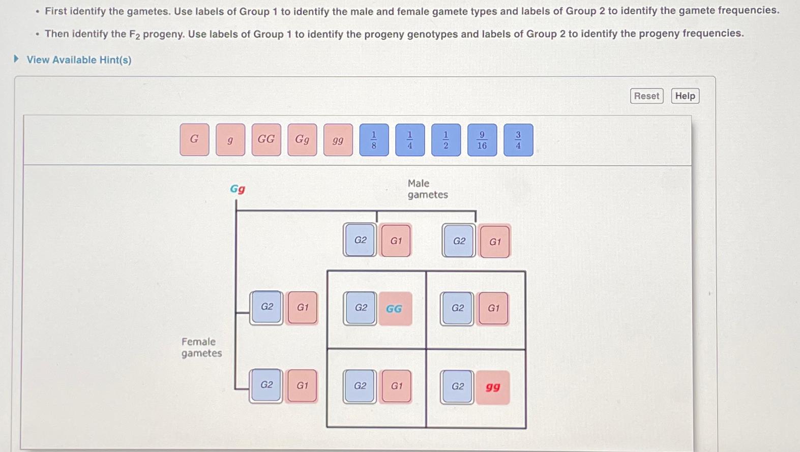 Solved First identify the gametes. Use labels of Group 1 to | Chegg.com Solved First identify the gametes. Use labels of Group 1 to | Chegg.com