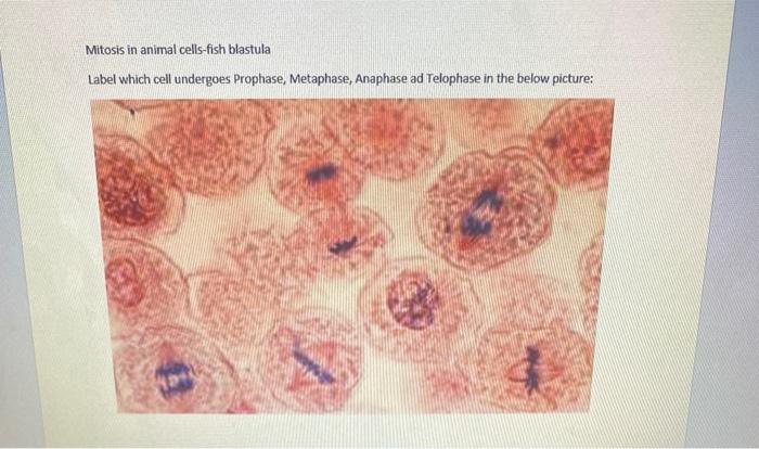 Solved Mitosis in animal cells-fish blastula Label which | Chegg.com