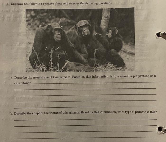 4. Examine the following primate photo and answer the | Chegg.com