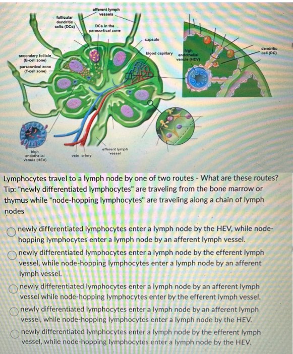 Solved Lymphocytes travel to a lymph node by one of two | Chegg.com