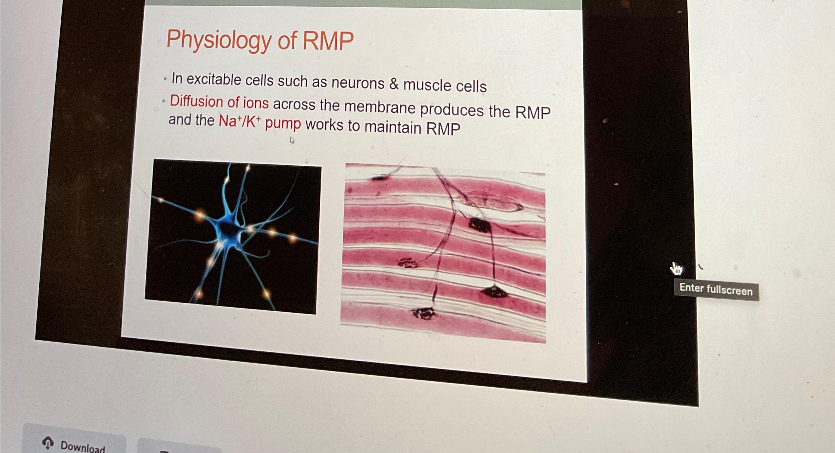 Solved Physiology of RMPIn excitable cells such as neurons & | Chegg.com