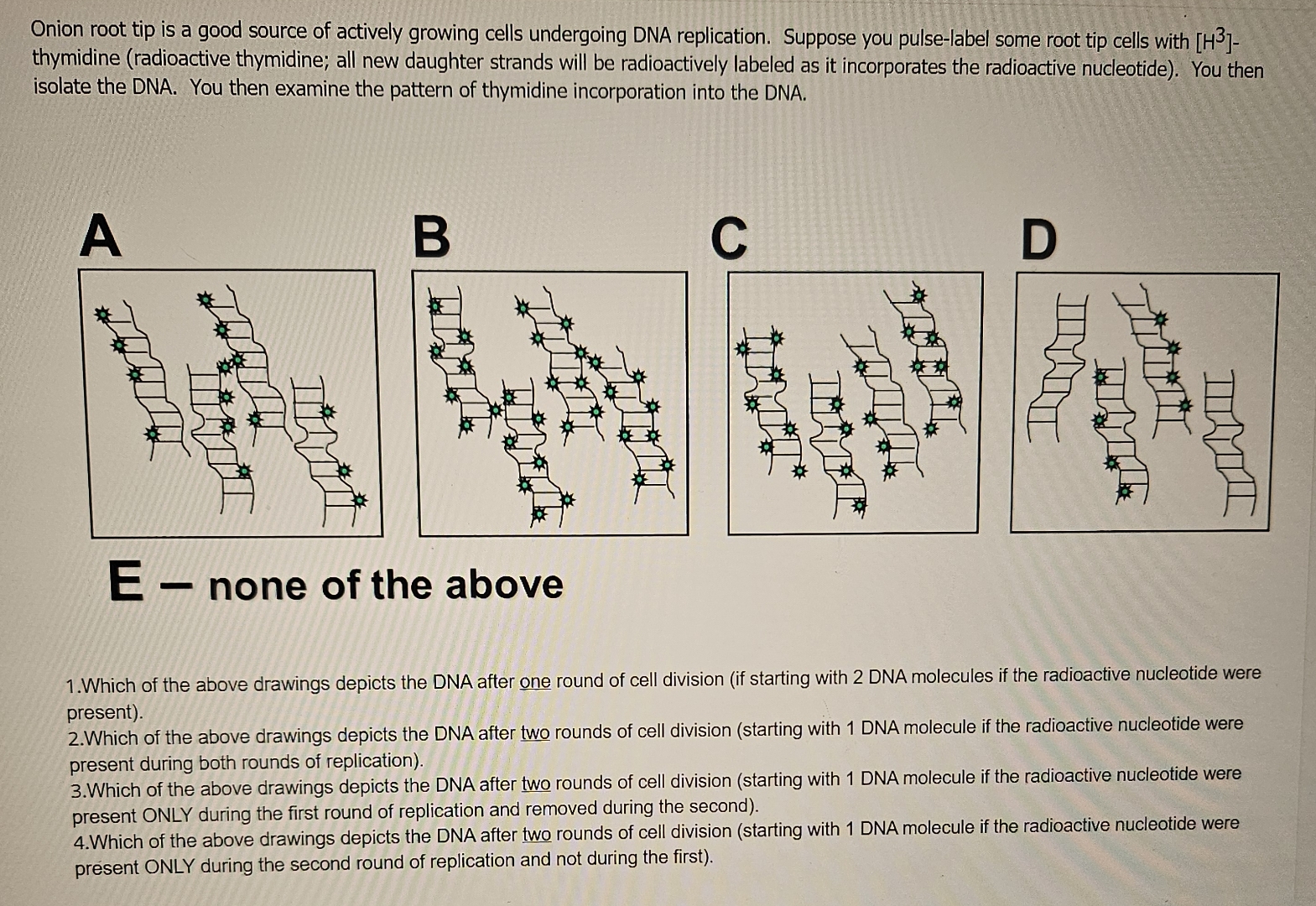 Solved Onion root tip is a good source of actively growing | Chegg.com