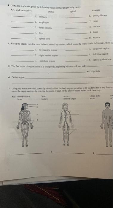 Solved Organ Systems Overview Using the key choices, | Chegg.com
