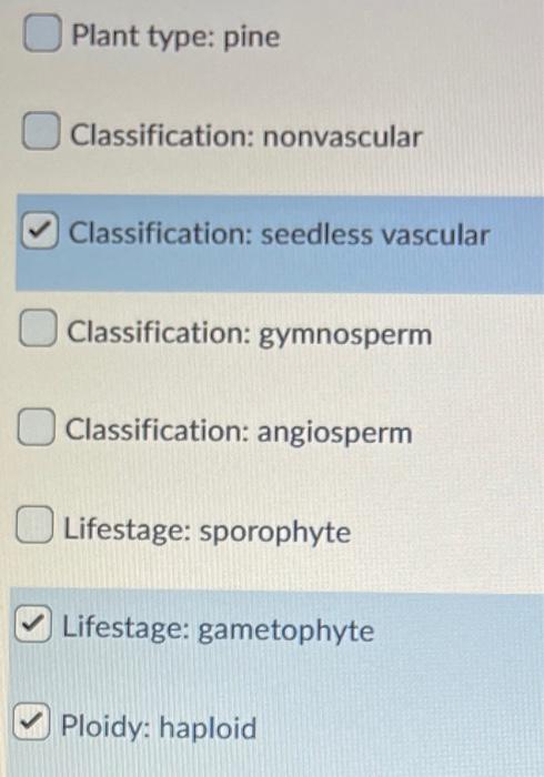 WORD BANK: microphyll, megaphyll, cone, spore, | Chegg.com