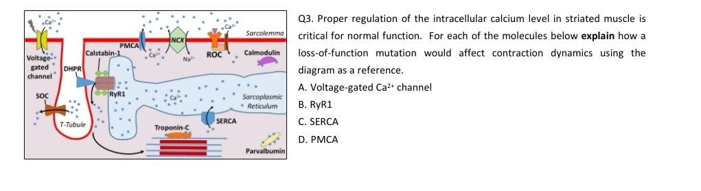 Solved Q3. Proper regulation of the intracellular calcium | Chegg.com