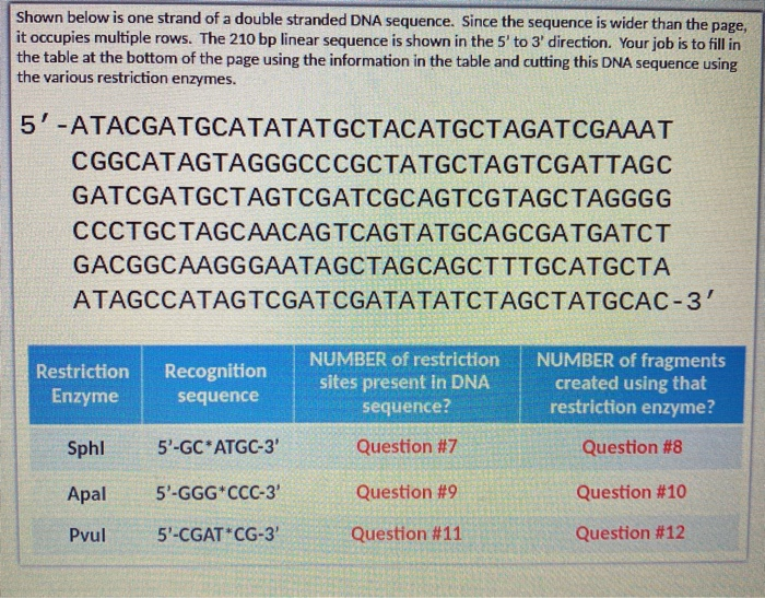 Solved Below is a restriction map of a LINEAR DNA segment | Chegg.com