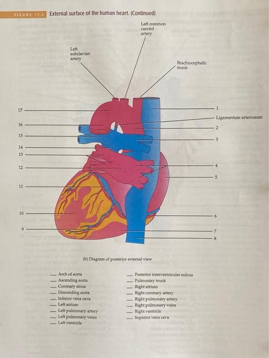 Human Heart Labeled Red And Blue
