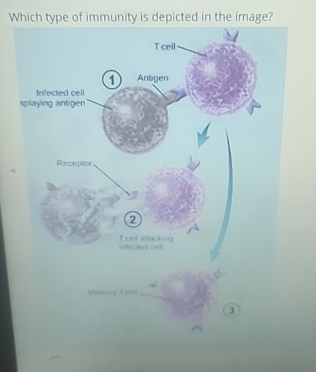 Solved Which type of immunity is depicted in the | Chegg.com