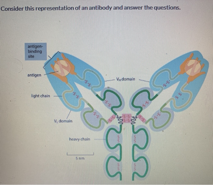Solved Consider this representation of an antibody and | Chegg.com