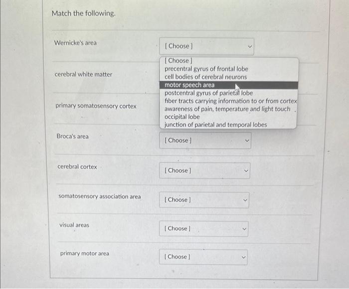 Solved Match the following. Wernicke's area cerebral white | Chegg.com