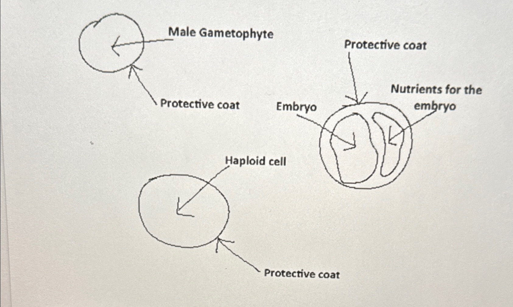 Solved Which of theses reprsent spore? Indicate your mouse | Chegg.com