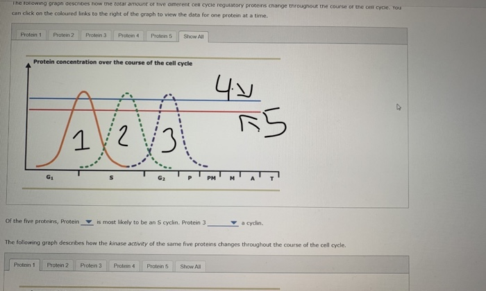 Solved 4. Patterns in cell cycle regulatory proteins Both | Chegg.com