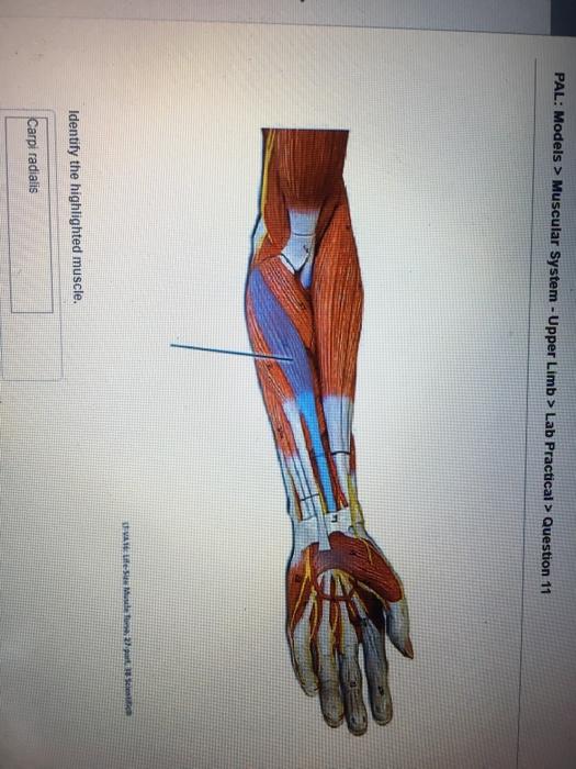 Solved 1) Which muscle of the Quadriceps femoris orginates | Chegg.com