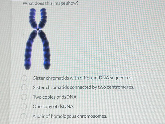 Solved What does this image show? Sister chromatids with | Chegg.com