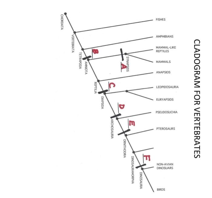 Solved 1. Place each of the shared derived characters listed | Chegg.com
