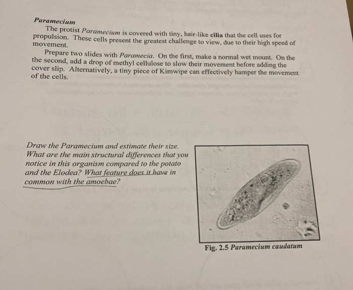 Solved Paramecium The protist Paramecium is covered with | Chegg.com