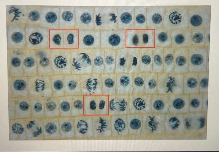 Solved In the top row of this picture, the first cell is in | Chegg.com