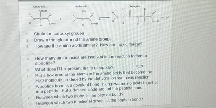 Solved 1. Circle the carboxyl groups 2. Draw a friangle | Chegg.com