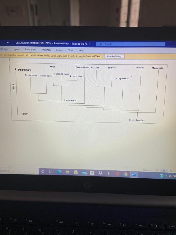 Solved AMNIOTE EVOLUTION A cladogram shows the evolutionary | Chegg.com