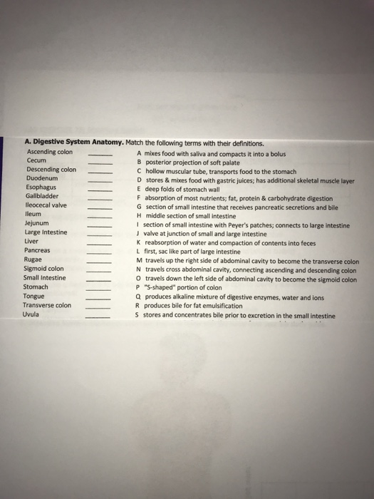 Solved A. Digestive System Anatomy. Match the following | Chegg.com