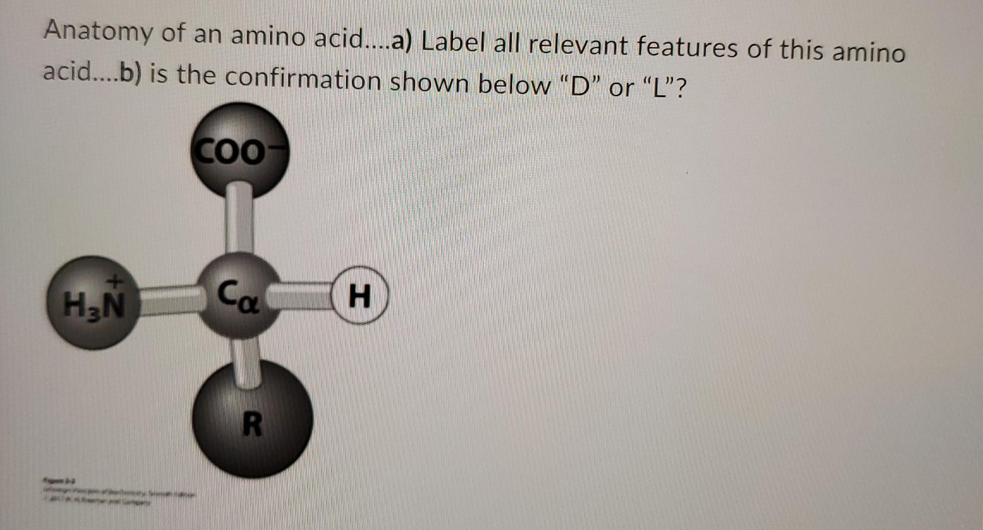 Solved Anatomy of an amino acid....a) Label all relevant | Chegg.com