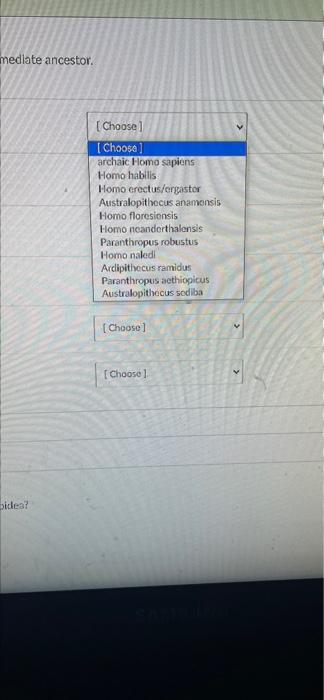 Who is/are the closest relatives of the Lorisoidea? | Chegg.com