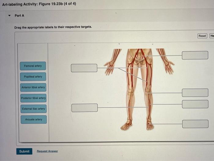 Solved Art-labeling Activity: Figure 19.23b (1 of 4) Drag | Chegg.com
