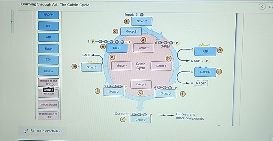 Solved Learning through Art: The Calvin Cycle | Chegg.com