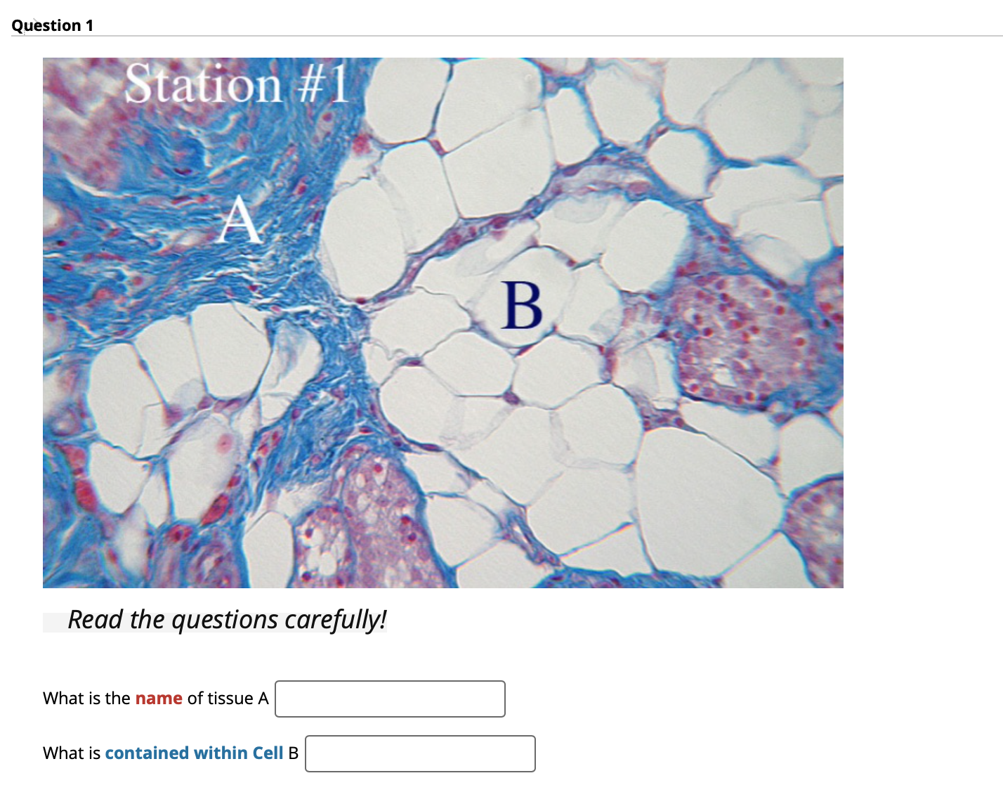 Solved What is the specific name of tissue "A" ﻿that is | Chegg.com