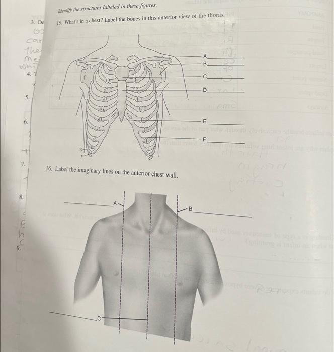 Solved 15. What's in a chest? Label the bones in this | Chegg.com