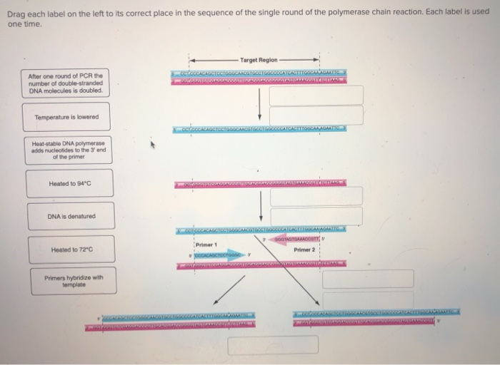 Solved Drag each label on the left to its correct place in | Chegg.com
