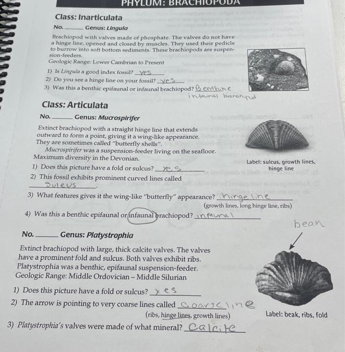 Solved No. Genus: Juresania Extinct brachiopod with a highly | Chegg.com
