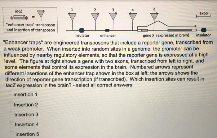 Solved lacz 1kbp "enhancer trap" transposon and insertion of | Chegg.com