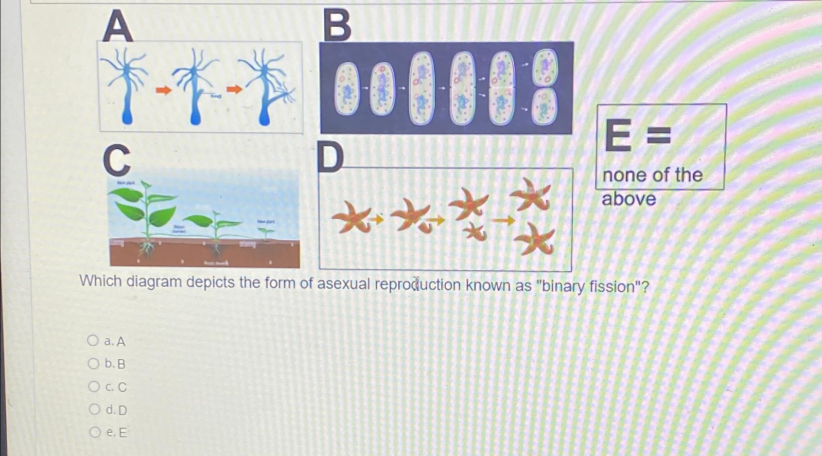 Which diagram depicts the form of asexual | Chegg.com