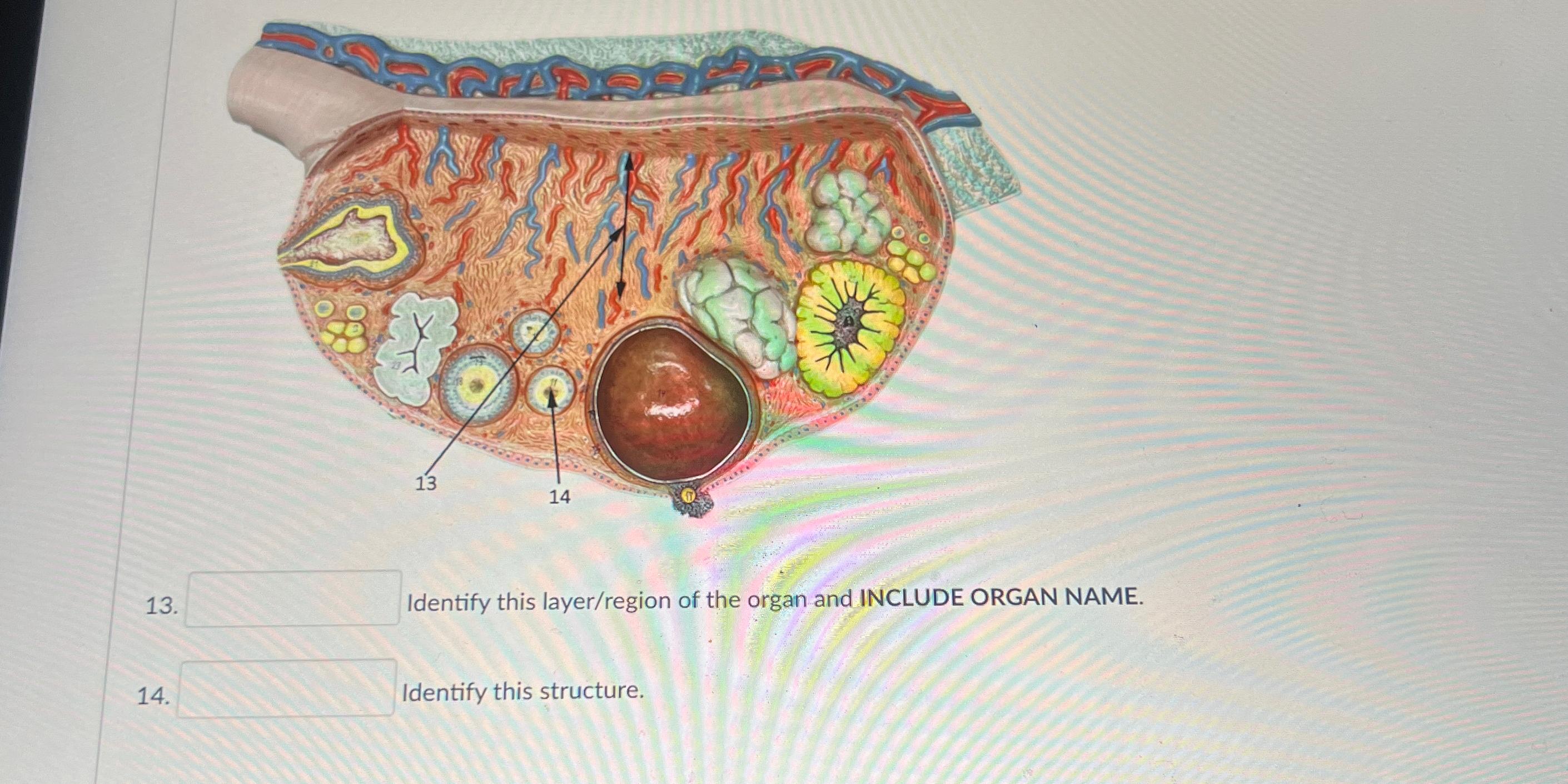 Solved Identify this layer/region of the organ and INCLUDE | Chegg.com