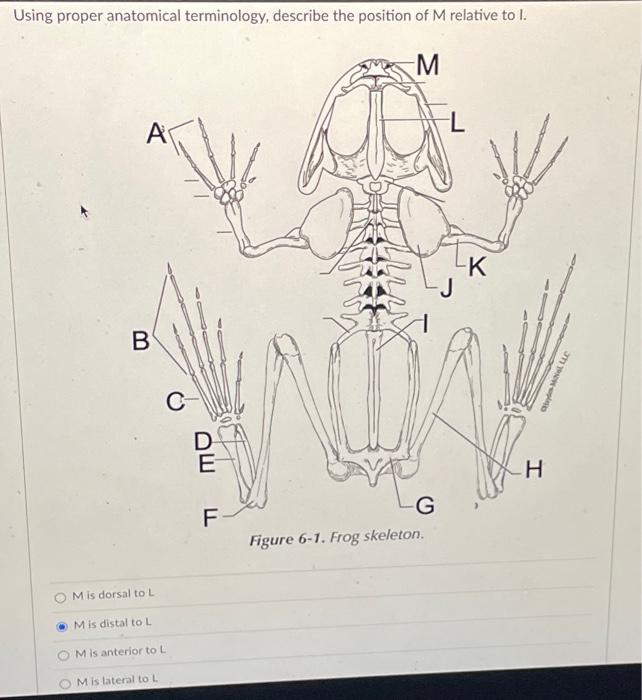 Solved Using proper anatomical terminology, describe the | Chegg.com