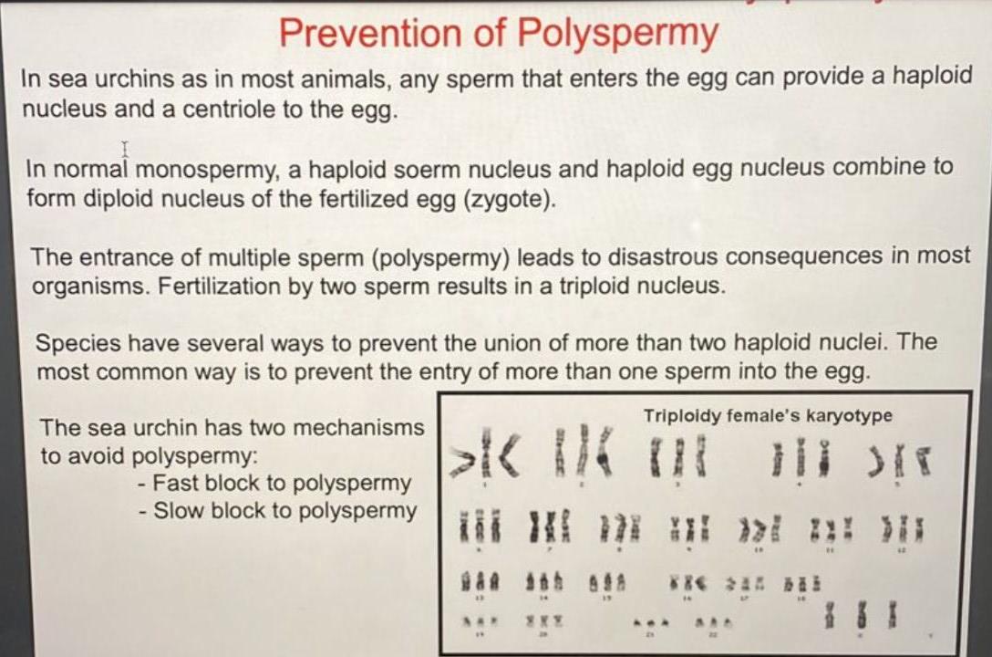 Solved Prevention of Polyspermy In sea urchins as in most | Chegg.com