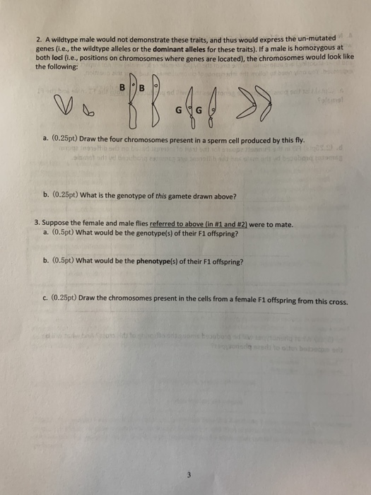 Solved Tovin Name Drosophila Genetics Predictions L113 20